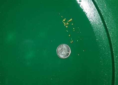 Gold Classification Test4 Bc Gold Adventures