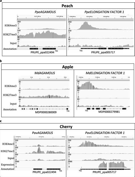 H3k27me3 And H3k4me3 Chip Seq And Rna Seq Profiles Three Fruit Tree