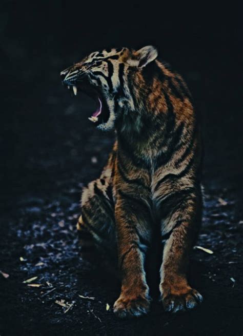 Growling Tiger With Black Tiger Stripes Wallpaper Wallpapersok
