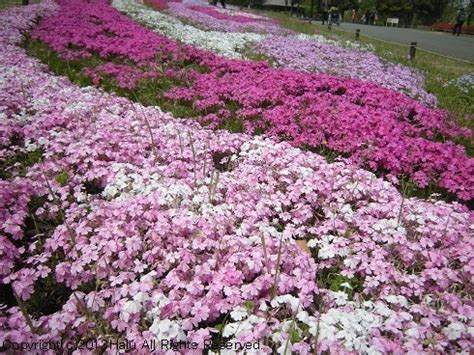 シバザクラ芝桜 Halu0607のブログ