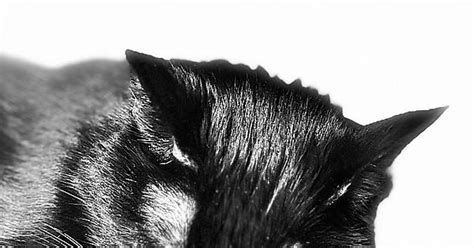 Cat Tax Album On Imgur
