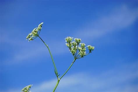 Plantes Toxiques Pour Les Chevaux