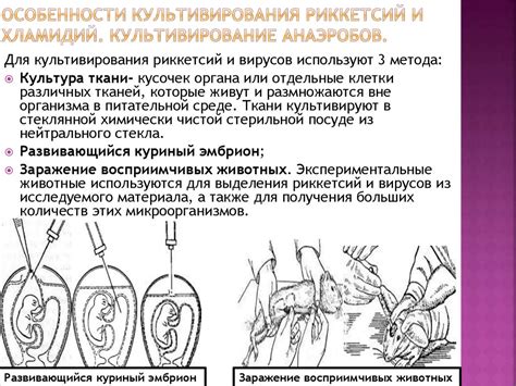 Культивирование бактерий Online Presentation