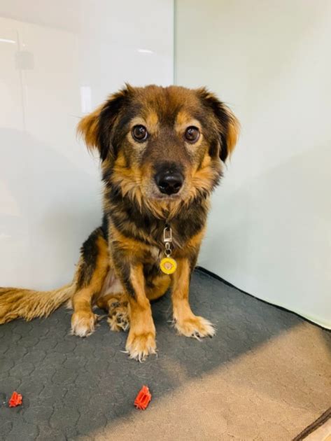 믹스견밤톨이 강아지책임분양 강아지분양 고양이분양 컴투펫 시츄 셔틀랜드쉽독 말티푸 미니핀 치와와 요크셔테리어 포메라니안 말티즈 분양