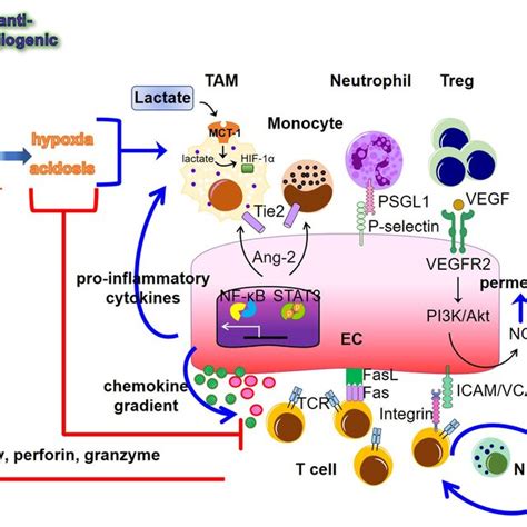 Interactions Between Tumor Endothelial Cells Ecs And Immune