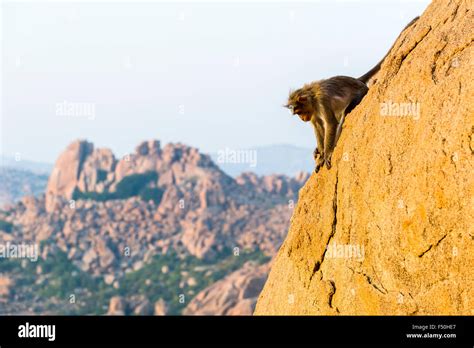 Climbing Monkey India Hi Res Stock Photography And Images Alamy
