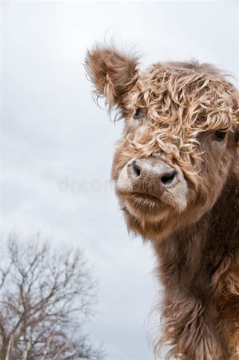 Vaca Galloway Imagem De Stock Imagem De Vaca Vitela 13873299