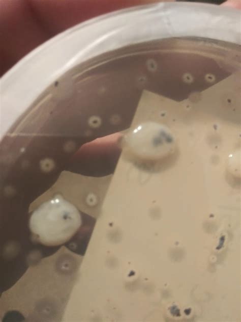 [contamination] Spore Print To Agar Plate Contaminated R Mushroomgrowers