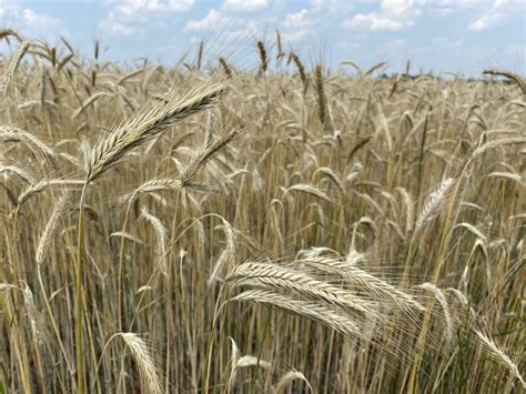 Small Grains Cover Crops Livestock Practical Farmers Of Iowa