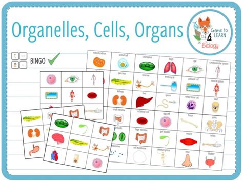 Organelles Cells Organs Bingo Ks34 Teaching Resources