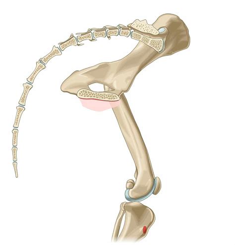 Gracilis Muscle Muscle Attachments Vet Anatomy Imaios