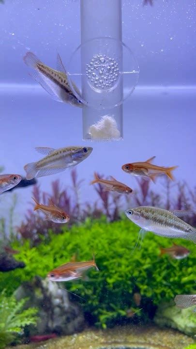 Grindal Worms 🪱🐟 Youtube