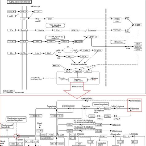 Pdf Melanogenesis Its Regulatory Process And Insights On Biomedical