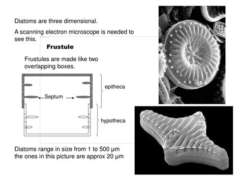 Ppt Diatom Nanotechnology Powerpoint Presentation Free Download Id