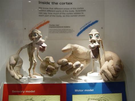 Homonculus Limportance De La Main Musicordes