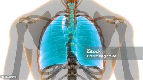 인간 호흡기 폐 해부학 3차원 형태에 대한 스톡 사진 및 기타 이미지 3차원 형태 X 레이 가스 교환 Istock