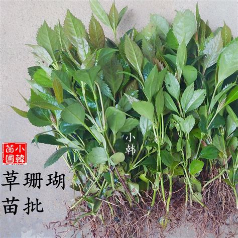 草珊瑚盆景造型图片盆景造型图片盆景造型图片迎客松第3页大山谷图库