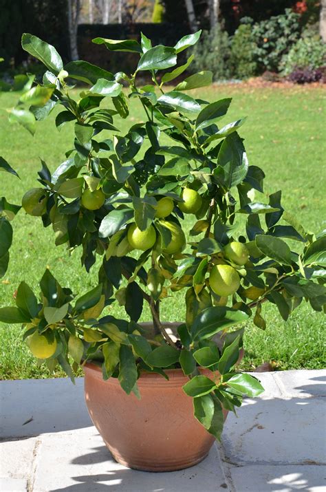 How To Plant Dwarf Lime Tree In Pot At Abbey Bracy Blog