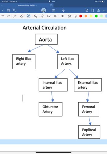 Anatomy Final Exam Flashcards Quizlet