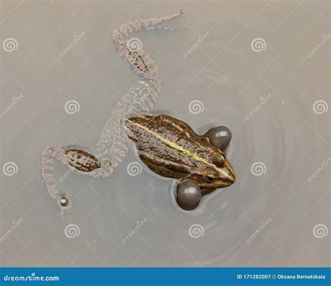 Frog With Swollen Cheeks Stock Image 193204255