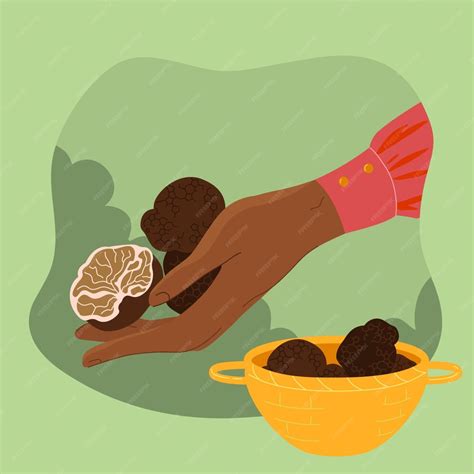 Free Vector Hand Drawn Truffle Illustration