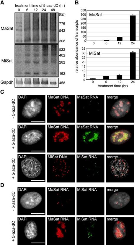 5 Aza Dc Treatment Increases Transcripts From Centromeric Major And