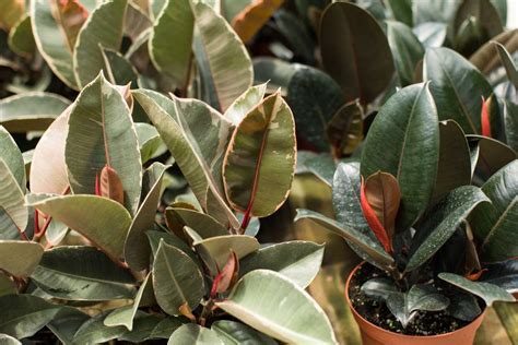 11 Popular Plants With Purple And Green Leaves Smart Garden And Home