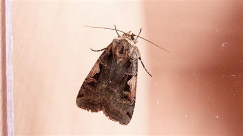 Setaceous Hebrew Character Markeisingbirding
