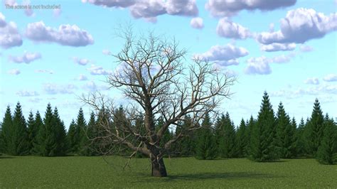 Leafless Maple Tree 3d Model Turbosquid 2232877