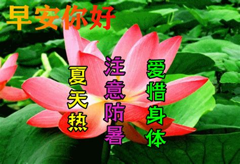 最新早上好表情包，大暑问候，身体健康，吉祥如意！祝福好朋友开心