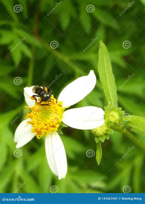 Stingless Bee Stock Image Image Of Malays Bees Trigona 141621941