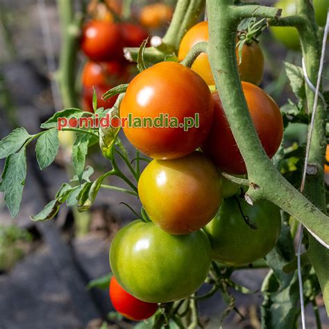 Carmello Seedlings Tomatoes Tomatoes Peppers Seeds Pomidorlandiapl