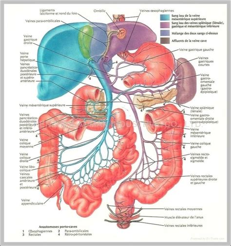 Human Anatomy Organ Chart Image Anatomy System Human Body Anatomy