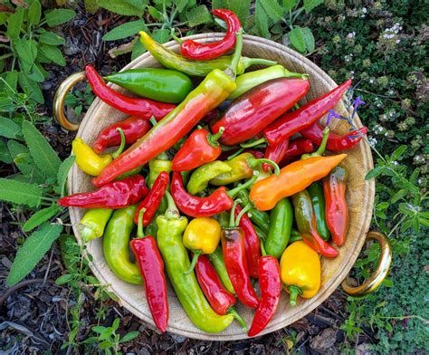 Growing Chili Peppers