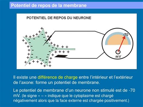Le Potentiel D Action Initialement Le Neurone Est Au Repos Et Sa Hot