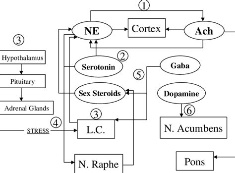 Putative Neurotransmitter Abnormalities In Depression Implicated Brain