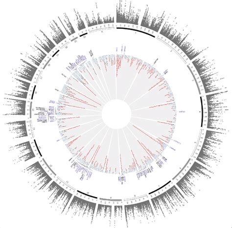 Circos Plot Of The Genome Wide Landscape Of Allele Specific
