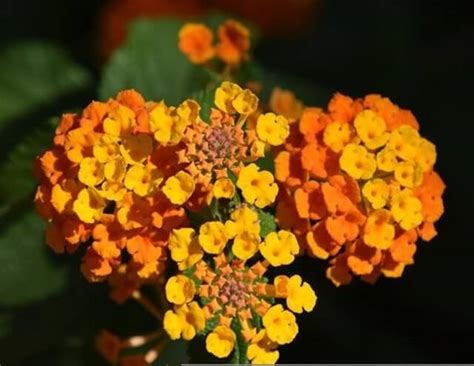 Blooms That Charm Hummingbirds Nature S Dance