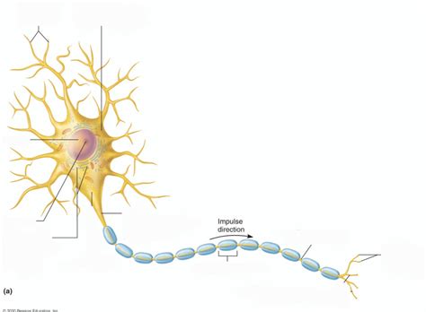 Lab Structure Pf A Typical Neuron Diagram Quizlet