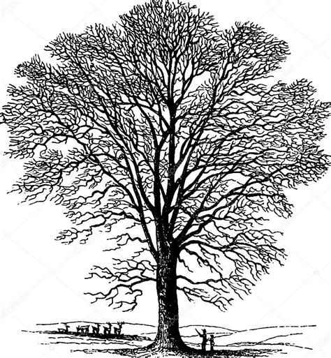 Vintage Tree Drawing At Getdrawings Free Download