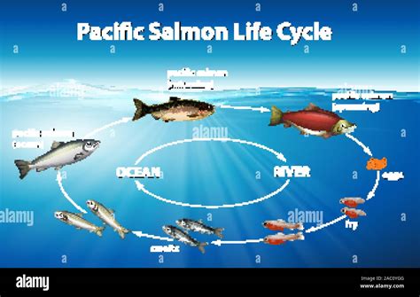 Salmon Life Cycle Explained