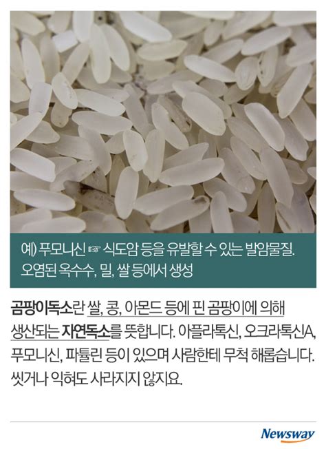 카드뉴스 곰팡이 도려내고 먹으면 괜찮을까 Zum 허브
