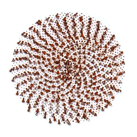 Fibonacci Sequence Drawing By Sergio Zapata Artmajeur