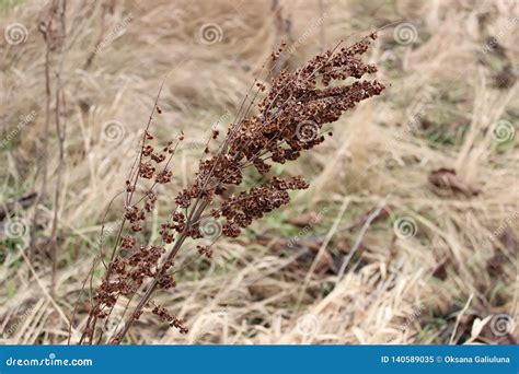 Dry Sprig Of Grass Stock Image Image Of Harvest Environment 140589035