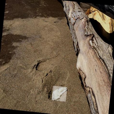 Trash Detection Object Detection Dataset V Avec Toutes Les Data Augmentation Dt Contrast