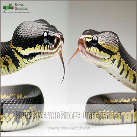 Ball Python Sexing Methods How To Tell If Your Snake Is Male Or Female