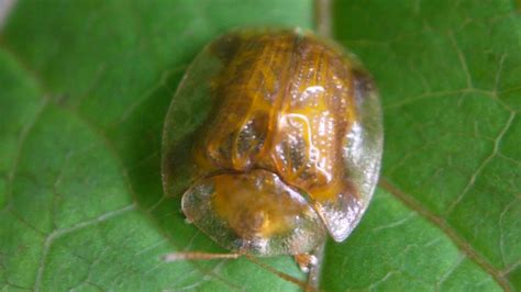 ルイスジンガサハムシ Thlaspida lewisii の起き上がり飛翔 YouTube