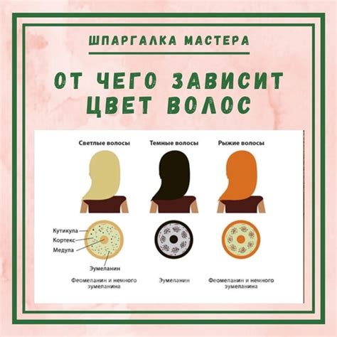 От чего зависит цвет волос Сегодня будет информация о строении волос