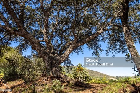 스페인 그란 카나리아 섬의 테로르 근처 Finca De Osorio 식물공원의 꽃과 나무 0명에 대한 스톡 사진 및 기타 이미지