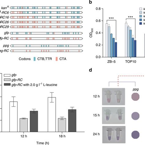effects of the frequency of leucine rare codon cta on protein